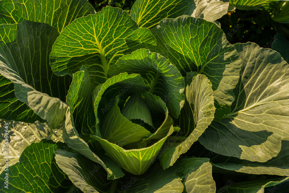 Weisskraut Köpfe schön gewachsen frisch und grün in der Morgensonne auf ...