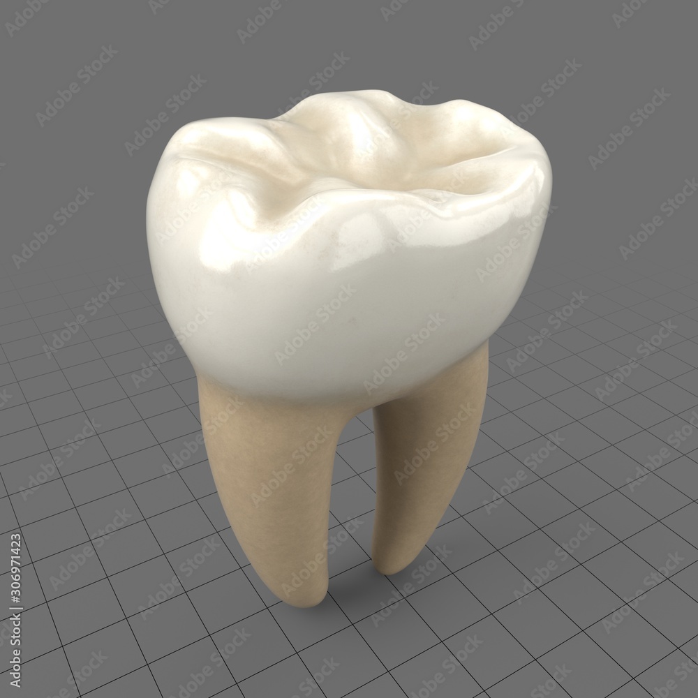 Molar Tooth 3d
