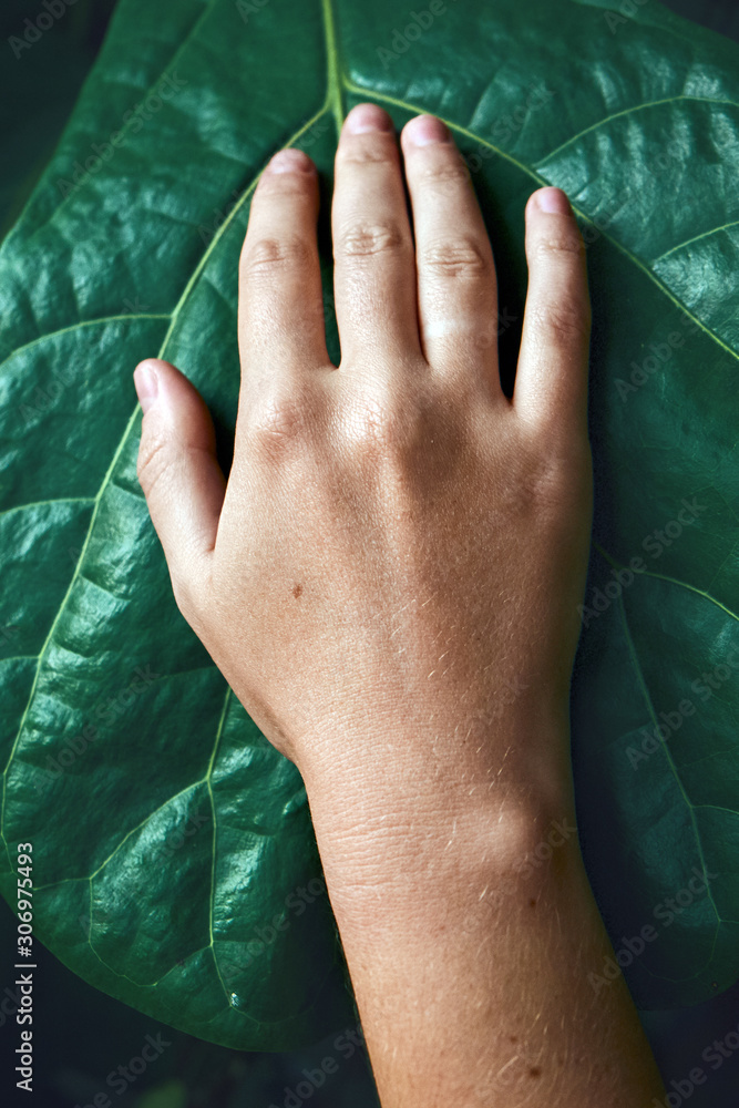 Top view of the female arm touches very big leaf of the tropical plant ...