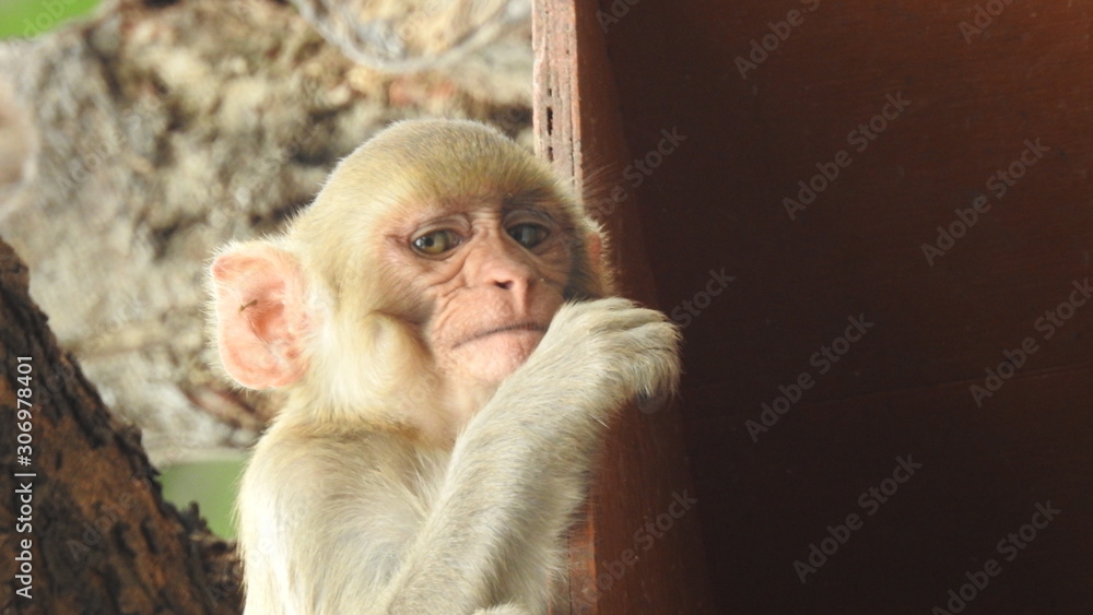 Baby monkey by its mother's side close-up. Monkey life among people in ...
