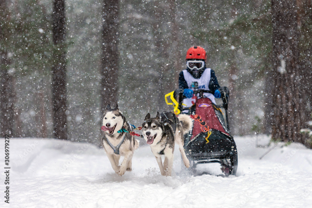 Sled dog racing. Husky sled dogs team pull a sled with dog musher ...