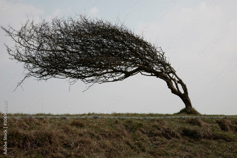 weathered tree blown to side by wind Stock Photo | Adobe Stock