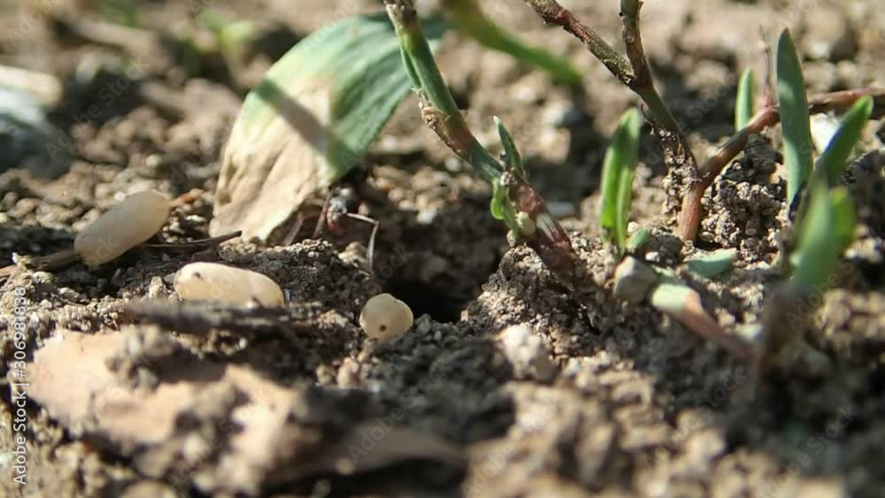 Amazon ants bringing Formica rufibarbis ants larvae and chrysalis at ...