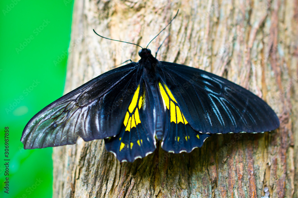 Foto de Troides rhadamantus, the golden birdwing, is a birdwing ...