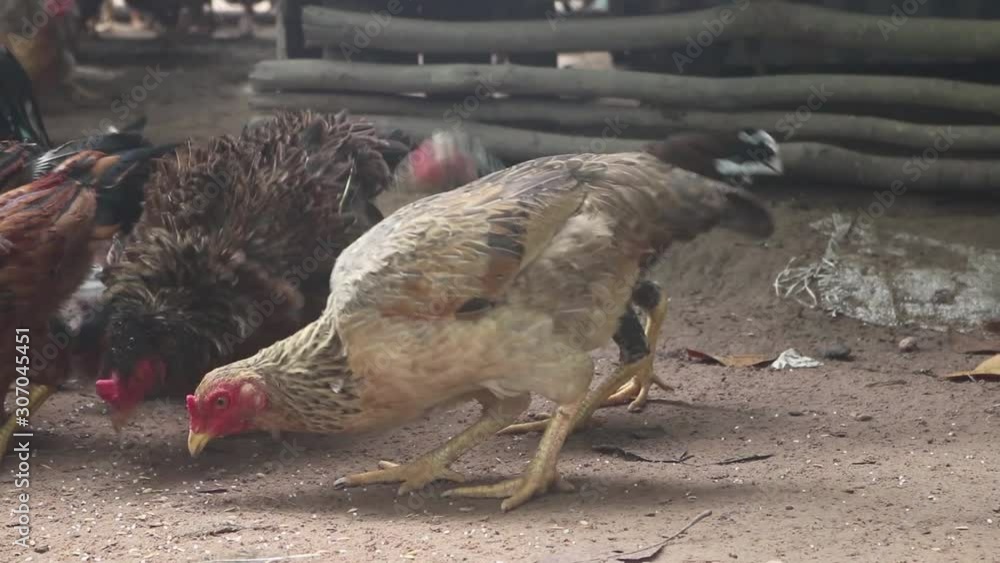 Free-range organic chicken farm in Cambodia. Chicks eat grain off the ...