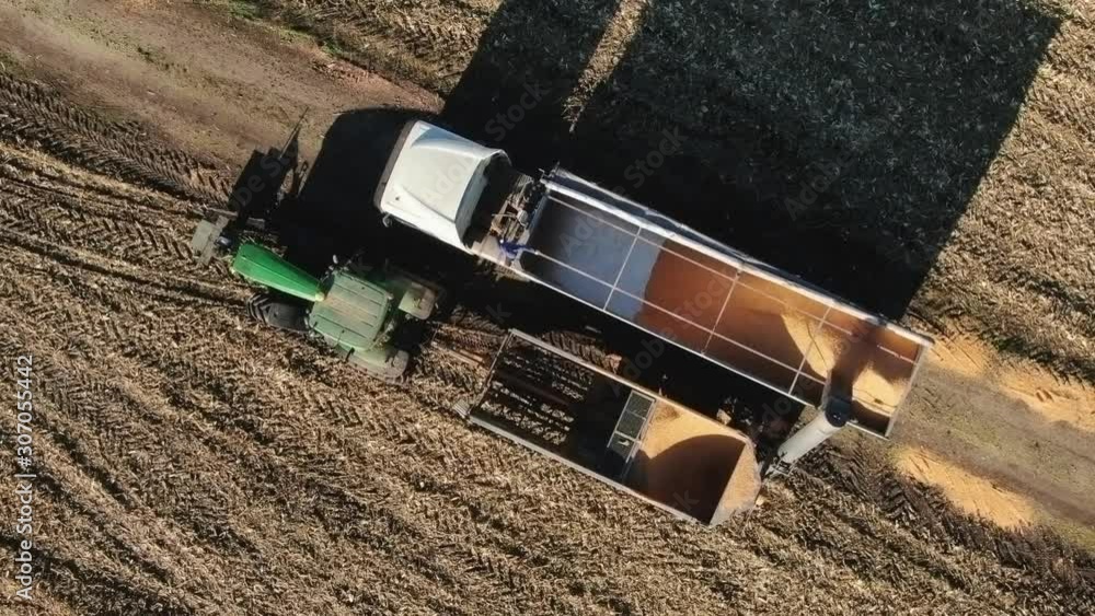Harvested Corn Being Transferred to a Truck. Corn Falling from Combine ...