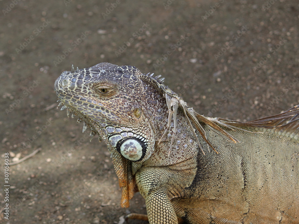 Animals With Scaly Skin