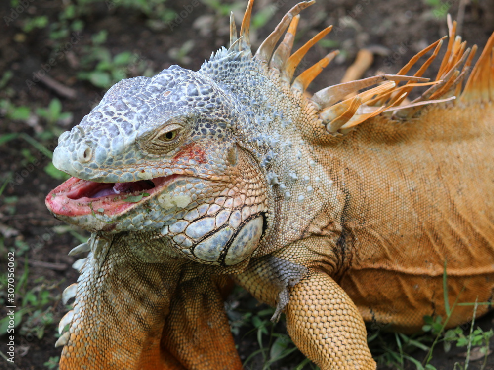 Animals With Scaly Skin