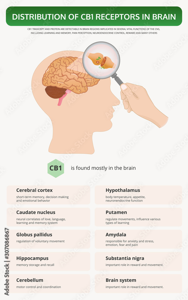 Distribution of CB1 Receptors in Brain vertical textbook infographic ...