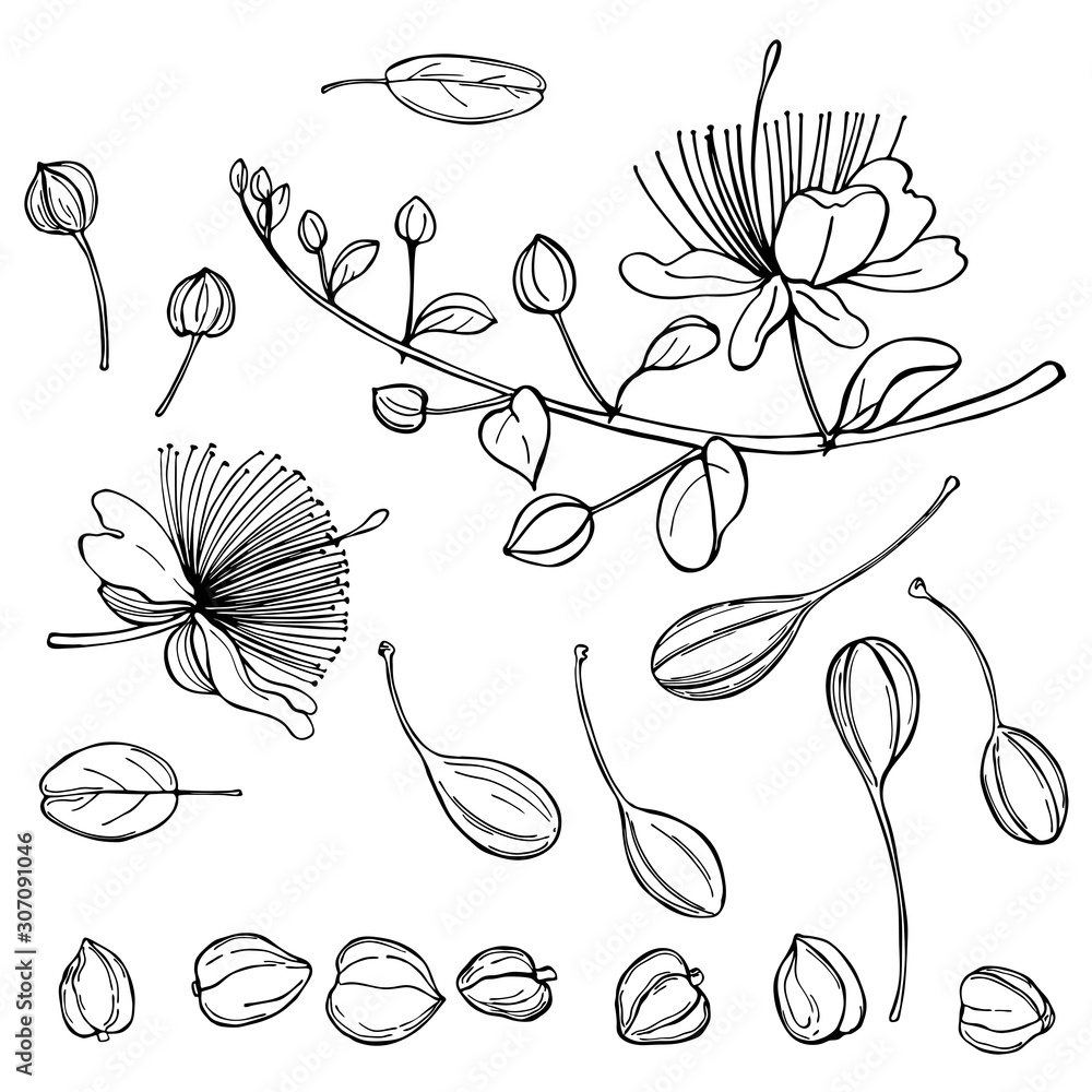 Hand drawn caper plant with flowers. Edible fruits and buds of capers ...