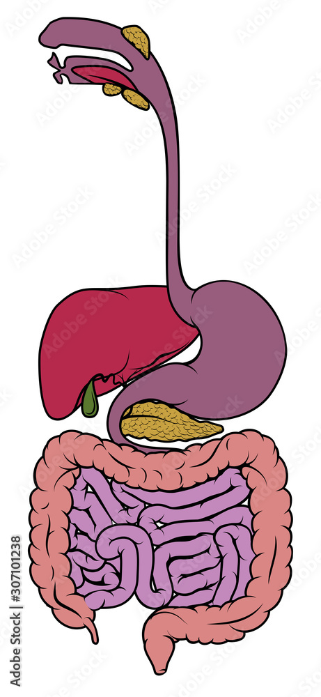 A digestive system human anatomy gut gastrointestinal tract diagram ...