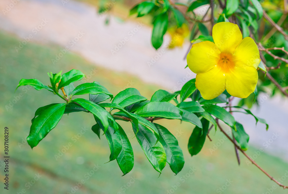 Yellow Bell Leaves