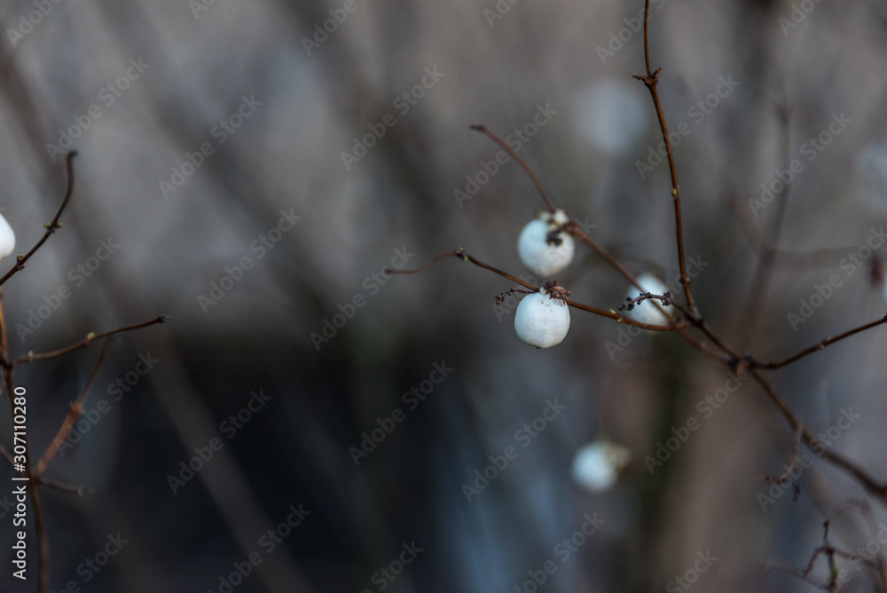Bright White Berries on a Bare Bush in Early Winter Stock Photo | Adobe ...