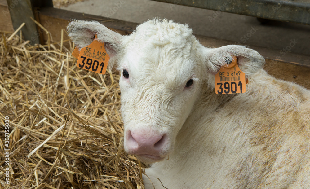 Belgian Blue Calves. Cattle. Farming. Double-muscled calves. Stock ...