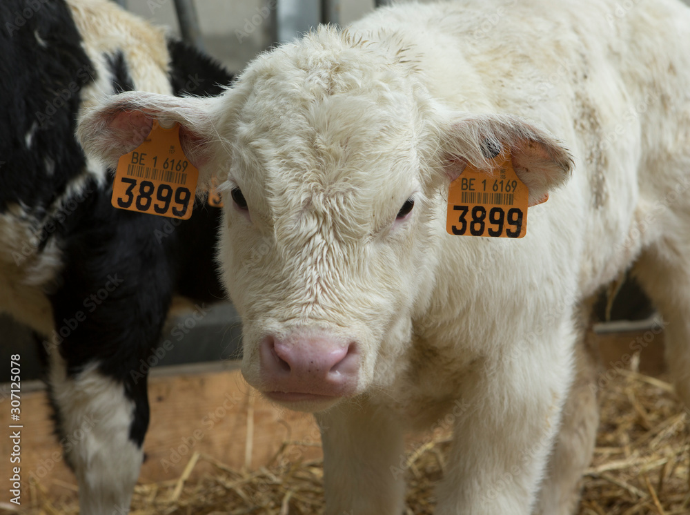 Belgian Blue Bull Calf