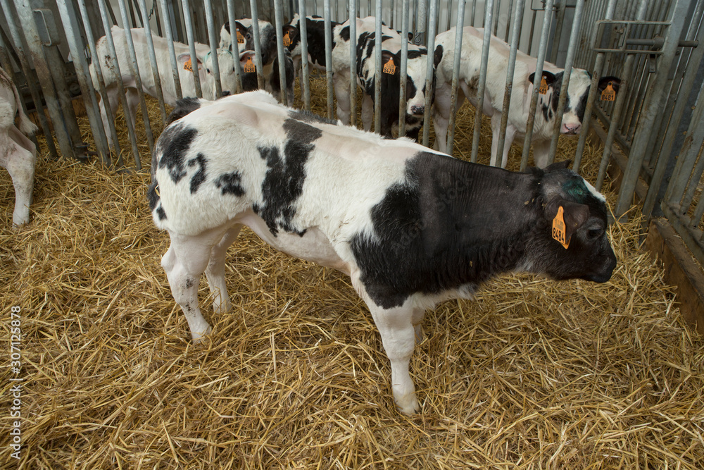Belgian Blue Cattle Meat