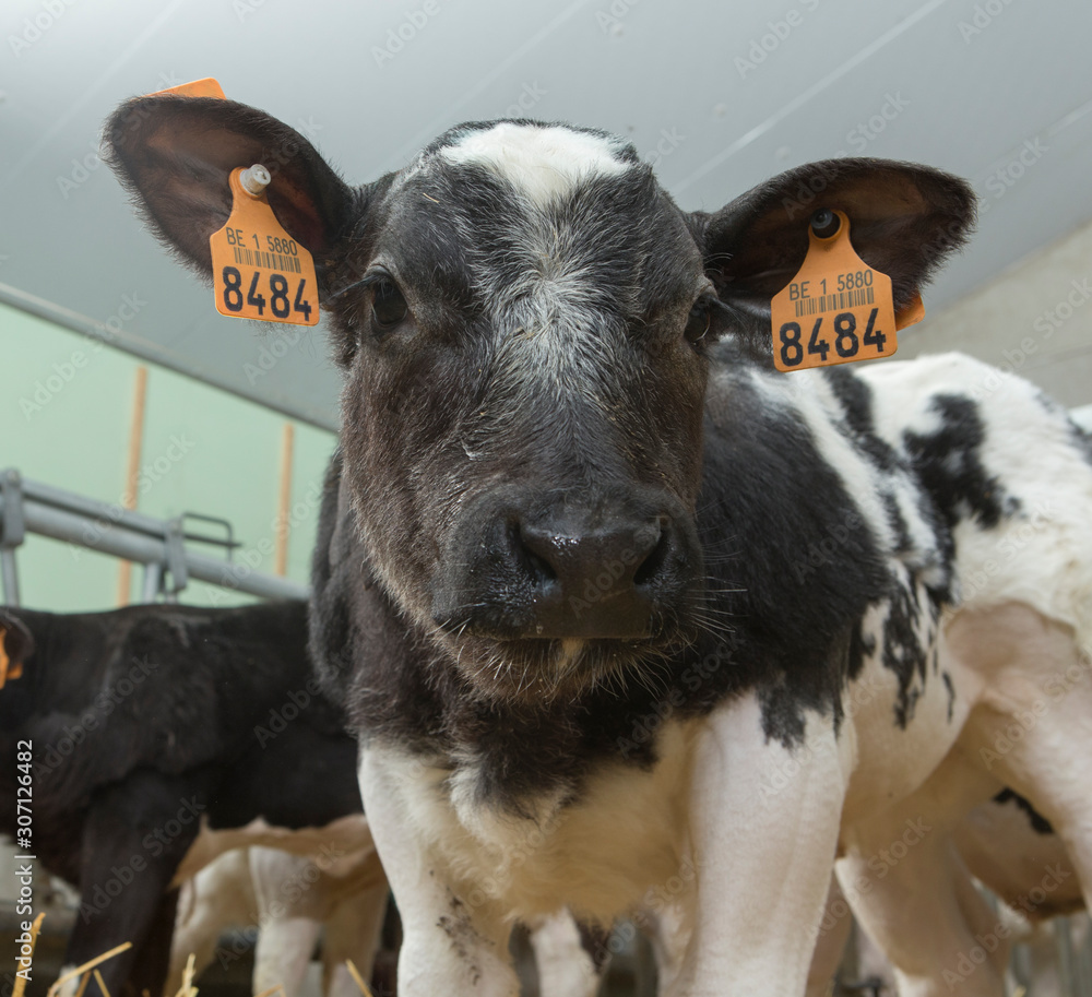 Calf. Double-muscled calves. Farming. Meat calves. Cattle. Belgian Blue cows Stock Photo | Adobe ...
