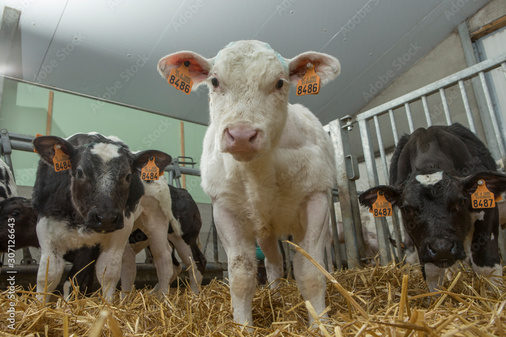 Calf. Double-muscled calves. Farming. Meat calves. Cattle. Belgian Blue ...