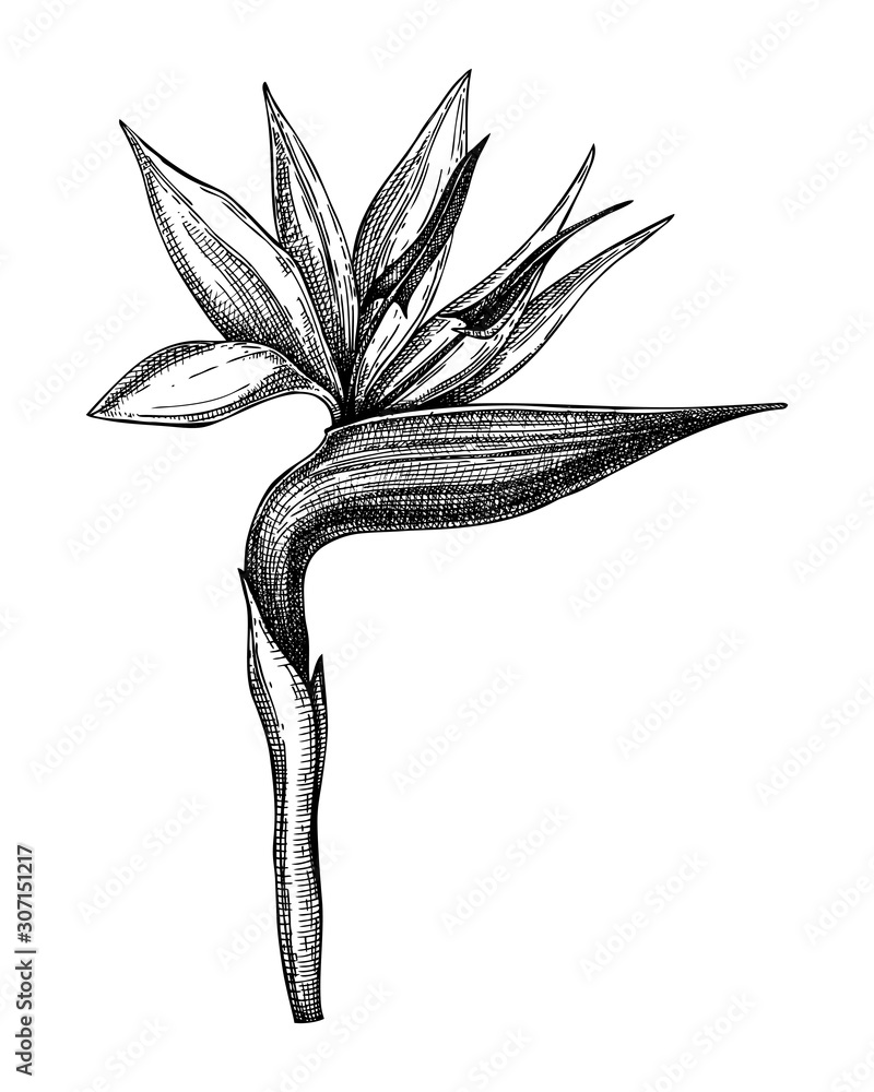 Strelitzia flower botanical illustration. Hand drawn tropical plant on ...