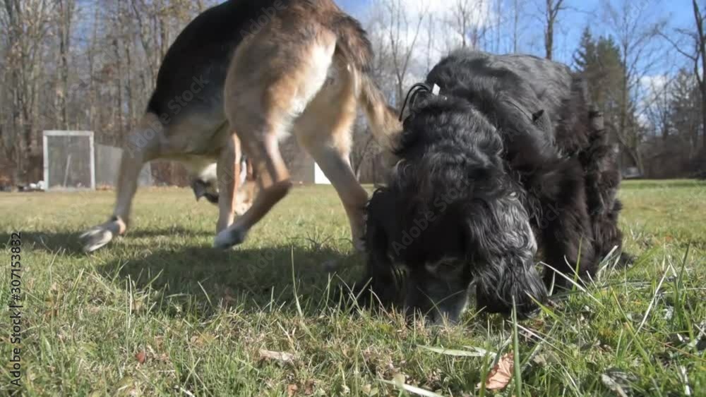 Two Dogs Very Passionately Smell the Ground Where a Tuft of Fur was ...