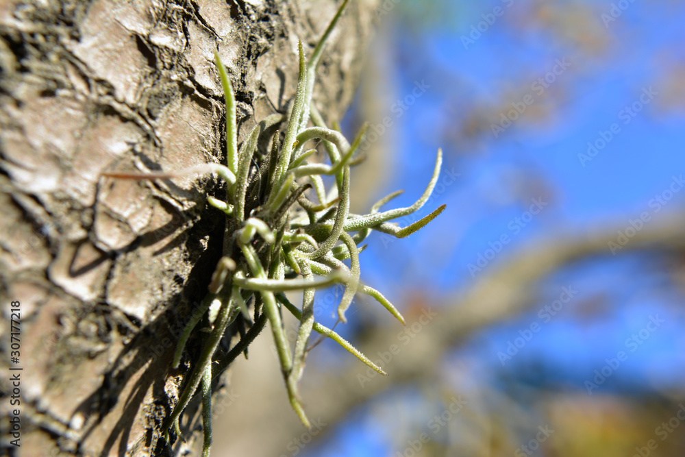 planta epifita parasita de arboles Stock Photo | Adobe Stock
