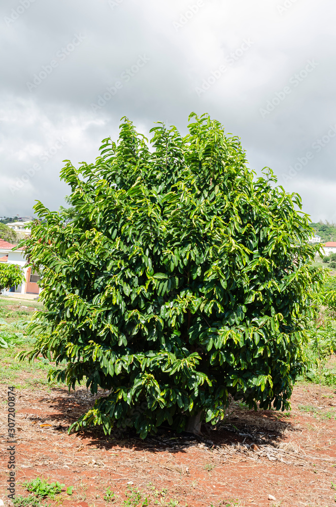 Annona Muricata Tree (Soursop, Graviola, Guanabana) Stock Photo | Adobe ...