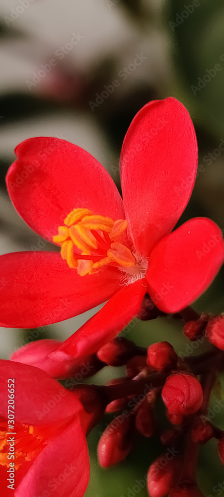 Peregrina Flower wallpaper Jatropha integerrima, commonly known as ...