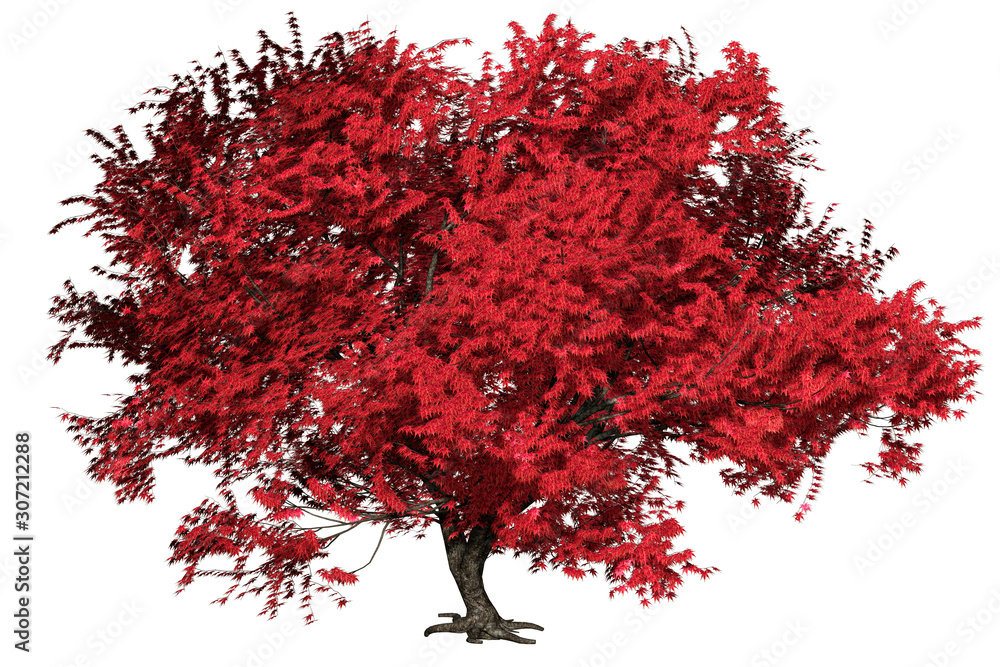 Momiji japanese maple tree with leaves-illustration Stock Illustration ...