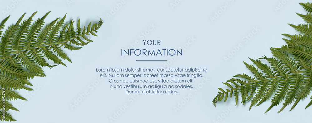 Green leaves of fern on blue solid background. Web article template ...