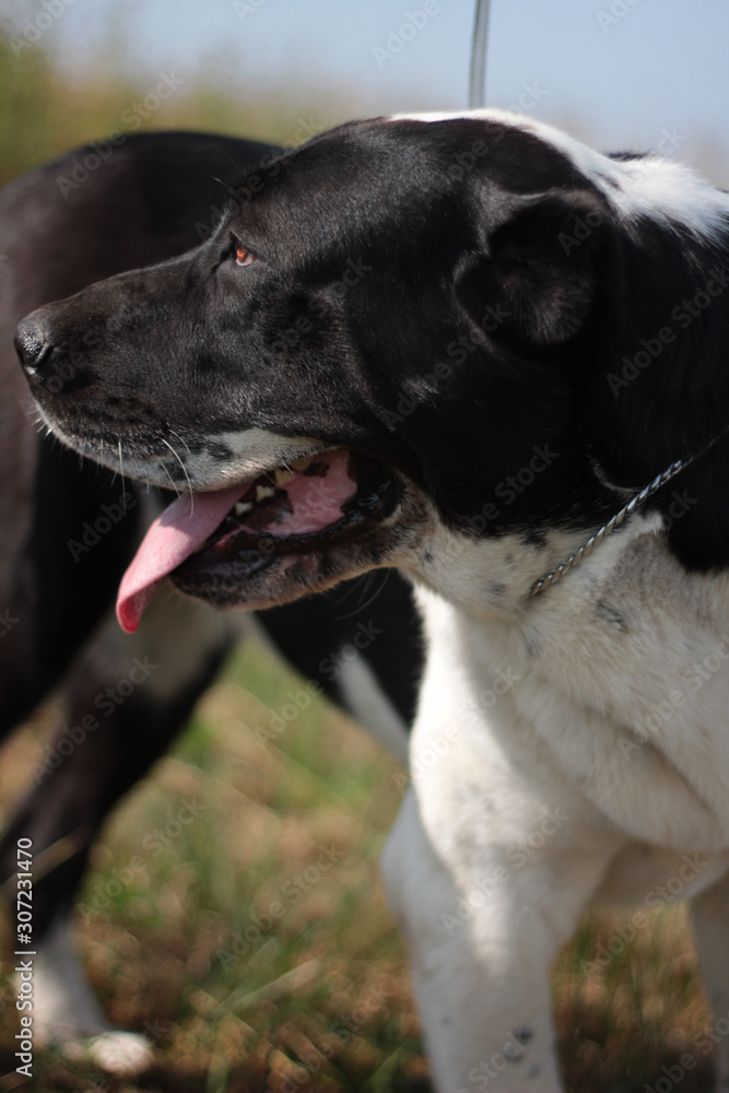 Beautiful black and white alabai central Asian shepherd dog Stock Photo ...