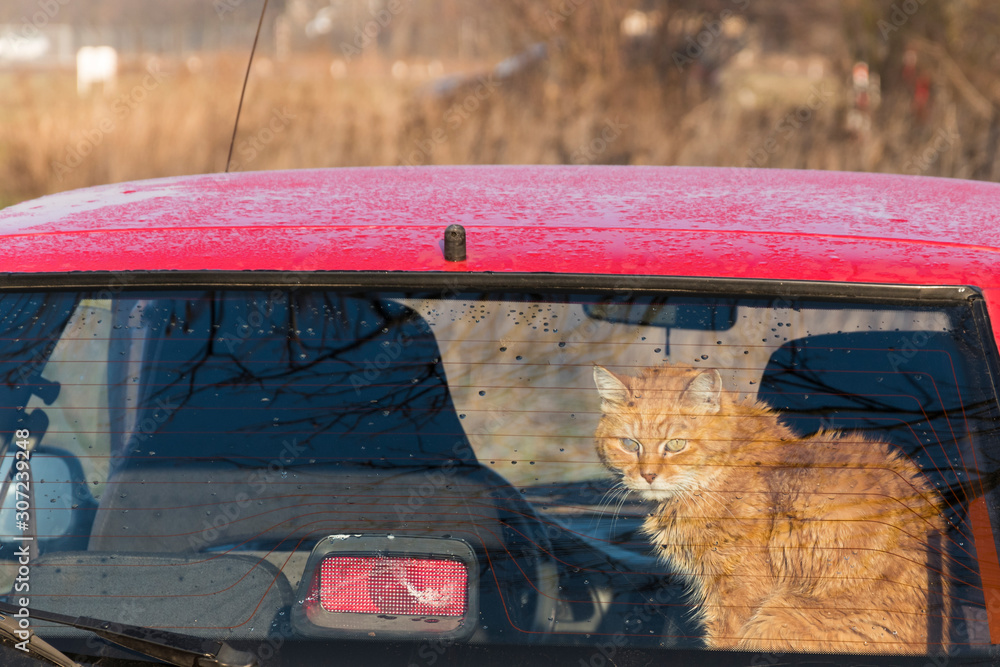 Cat in the back of car looking through the window. Traveling with a pet ...