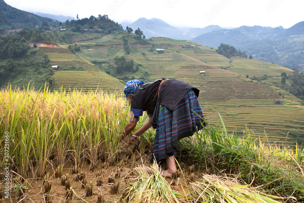 Woman cutting rice on hillside rice terrace in traditional Hmong dress ...