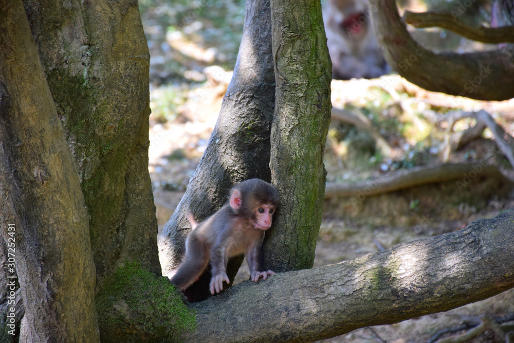 Cute Japanese baby macaque (snow monkey, macaca fuscata) exploring the ...