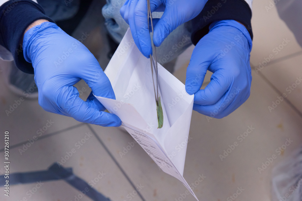 Forensic technicians taking DNA sample from blood stain with cotton ...