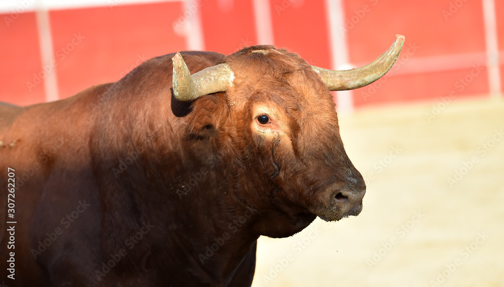 toro en españa con grandes cuernos en una plaza de toros Stock Photo ...