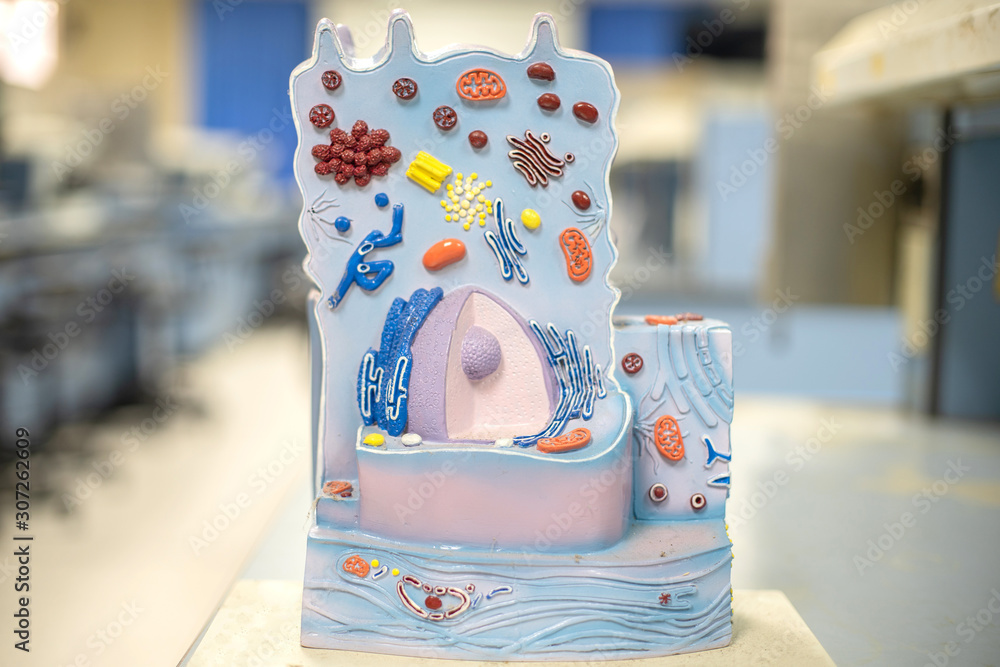 Model of animal cell in laboratory for education biology. Stock Photo ...