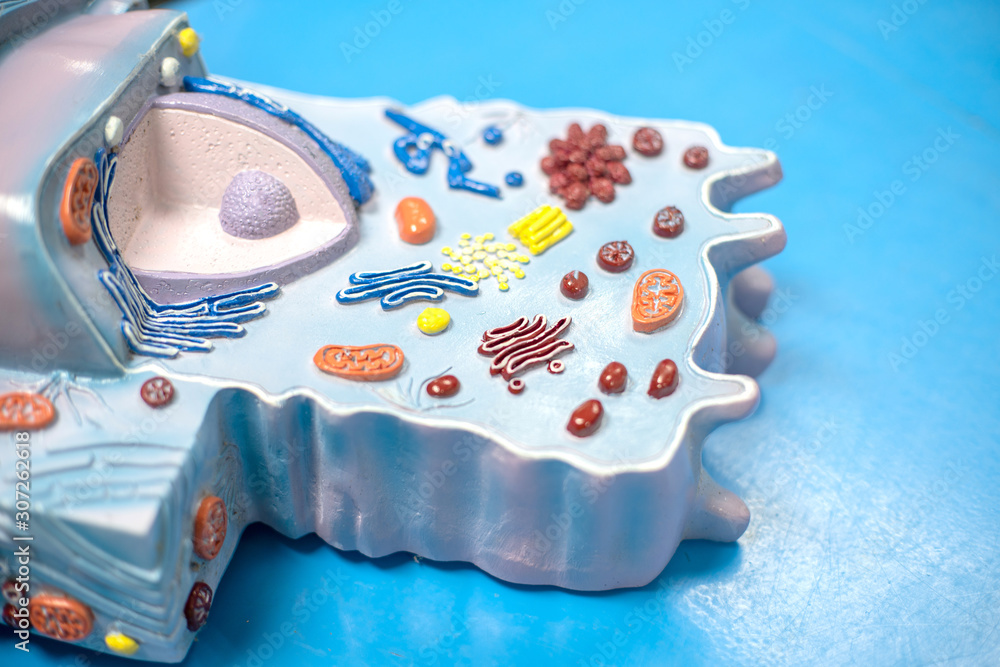 Model of animal cell in laboratory for education biology. Stock Photo ...