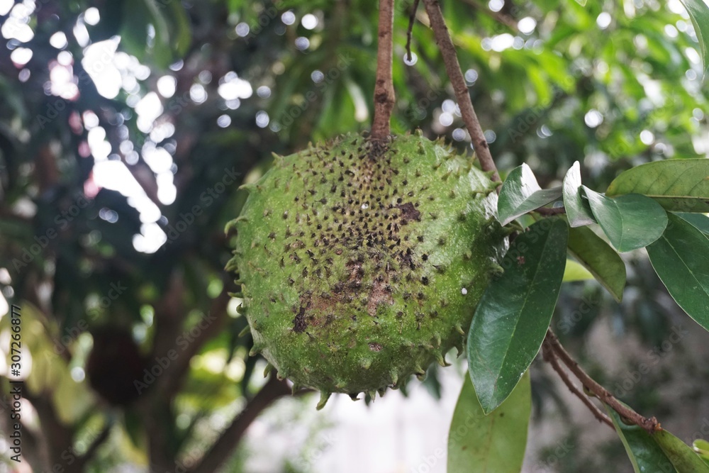Soursop Cancer Killer