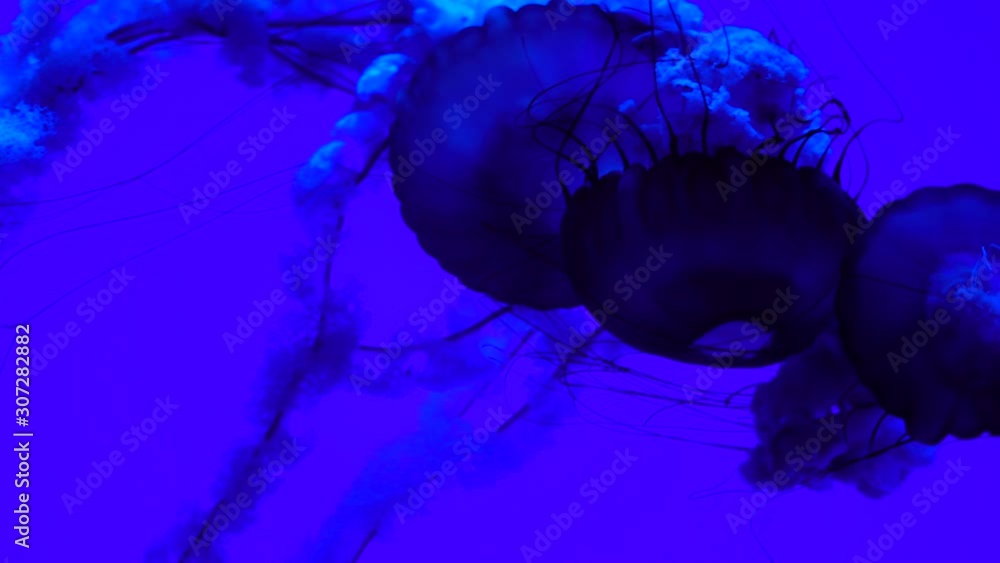 Vidéo Stock Pacific Sea Nettles are one of the most photographed ...