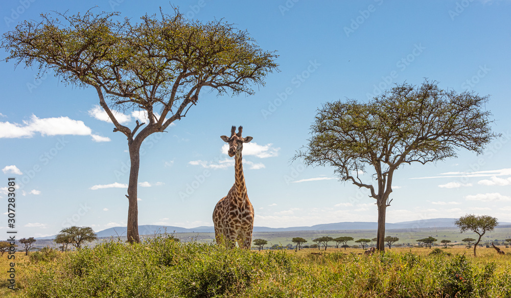 Giraffe in Acacia Tree Forest Stock Photo | Adobe Stock