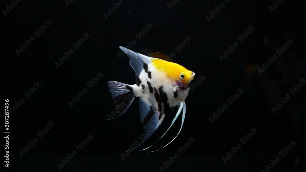 Angelfish swimming in tank with black background. The shape is ...
