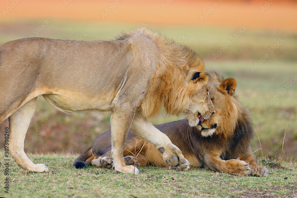 Southern Lion (Panthera leo melanochaita) also Eastern-Southern African ...