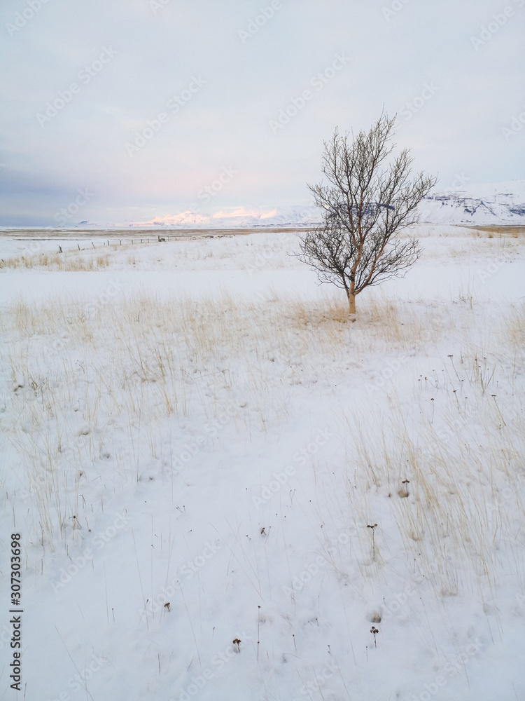 Iceland Tundra Tree