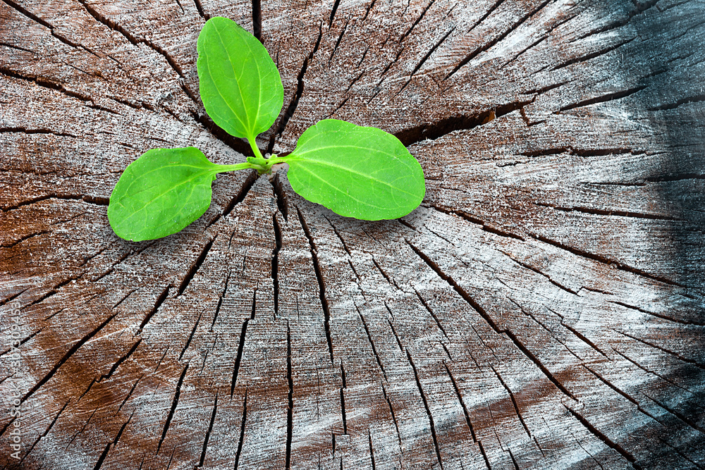 Ecology concept. Rising sprout of old wood and symbolizes the struggle ...