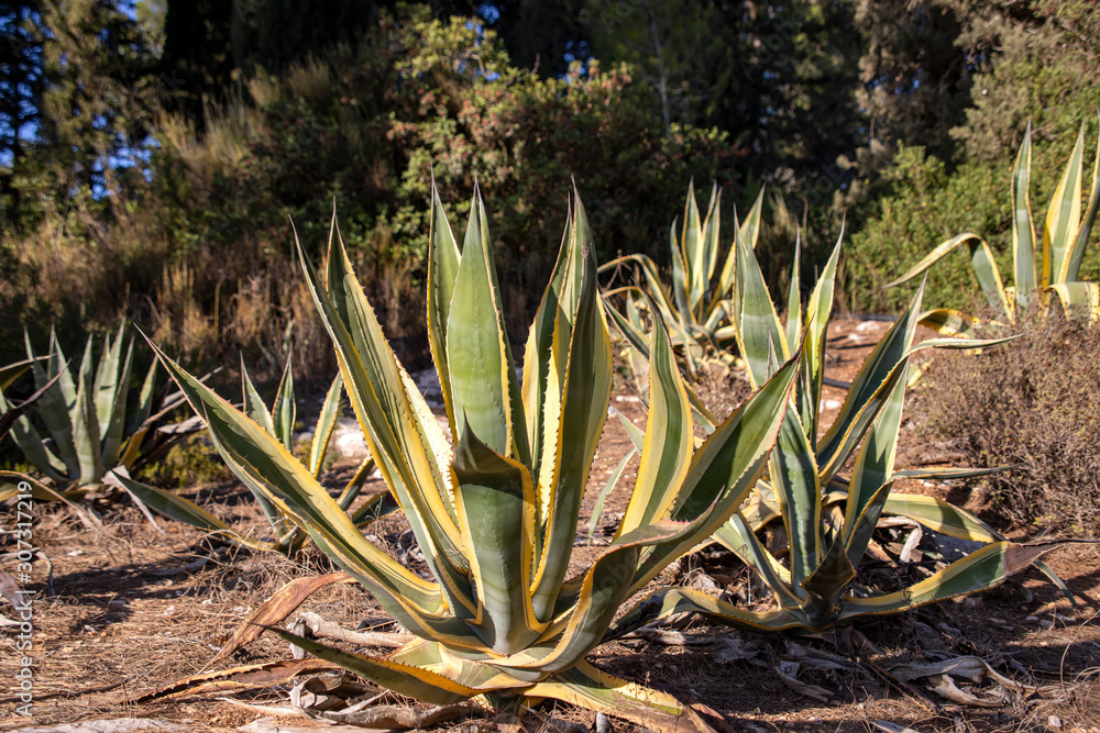Rows of Agave Americana Variegata on a blurred background Stock Photo ...
