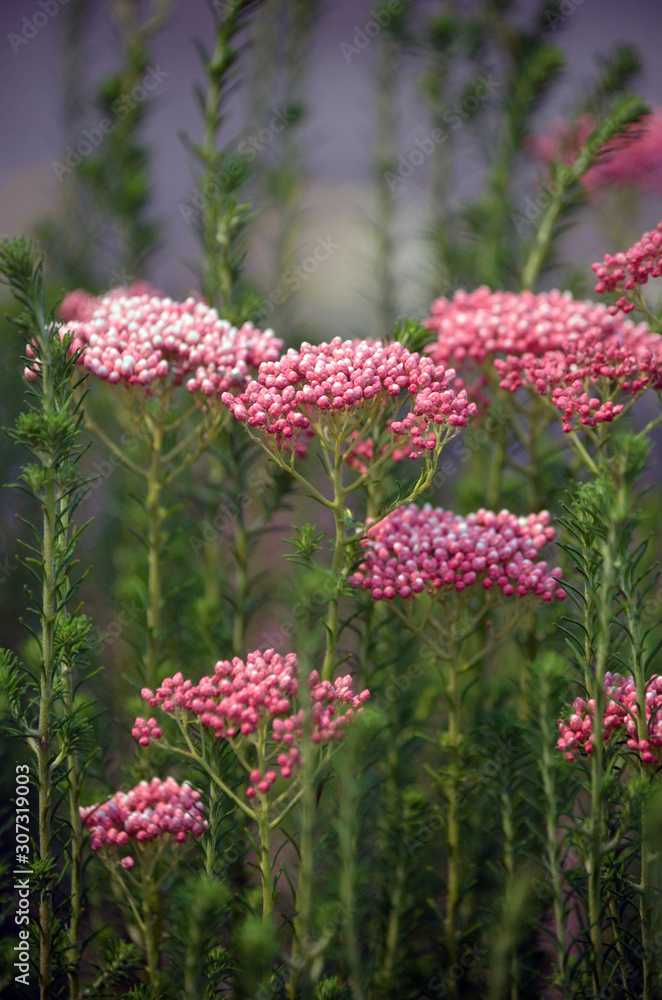 Australian native pink rice flower Ozothamnus diosmifolius, family ...