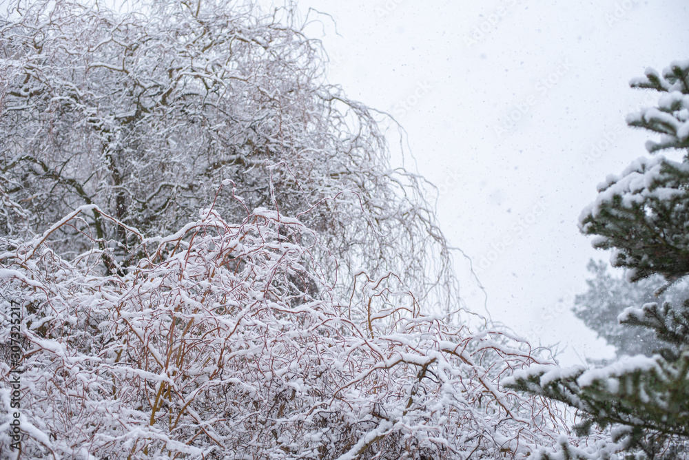Chinese willow salix matsudana covered with snow with little fir ...