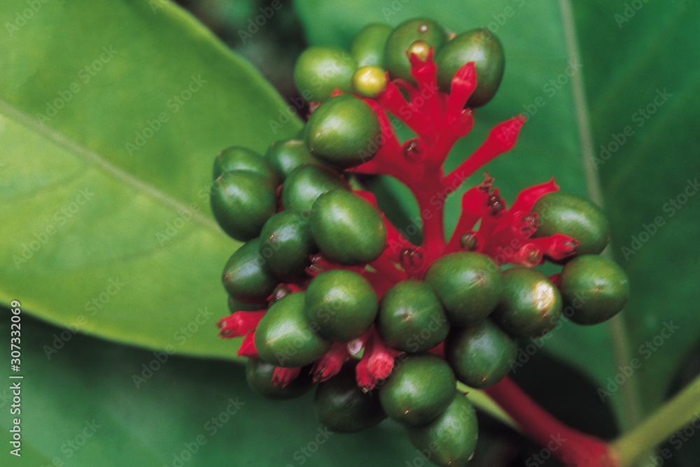 Rauwolfia Serpentina. Family: Apocyanaceae. A small undershrub found in ...