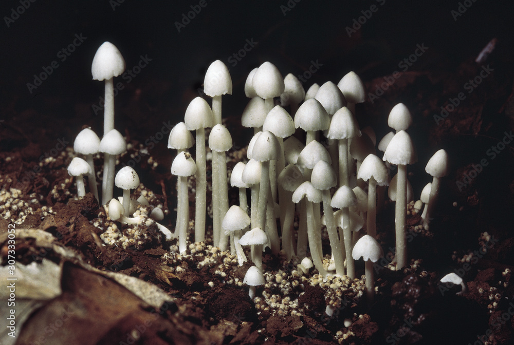Termitomyces sp. Termite Hill mushroom (small). Class ...