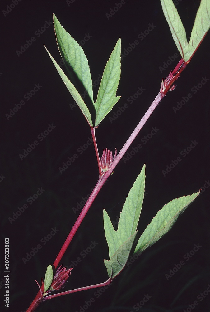 Roselle-leaves. (Hibiscus sabdariffa) is known in Andhra as 'gongura ...